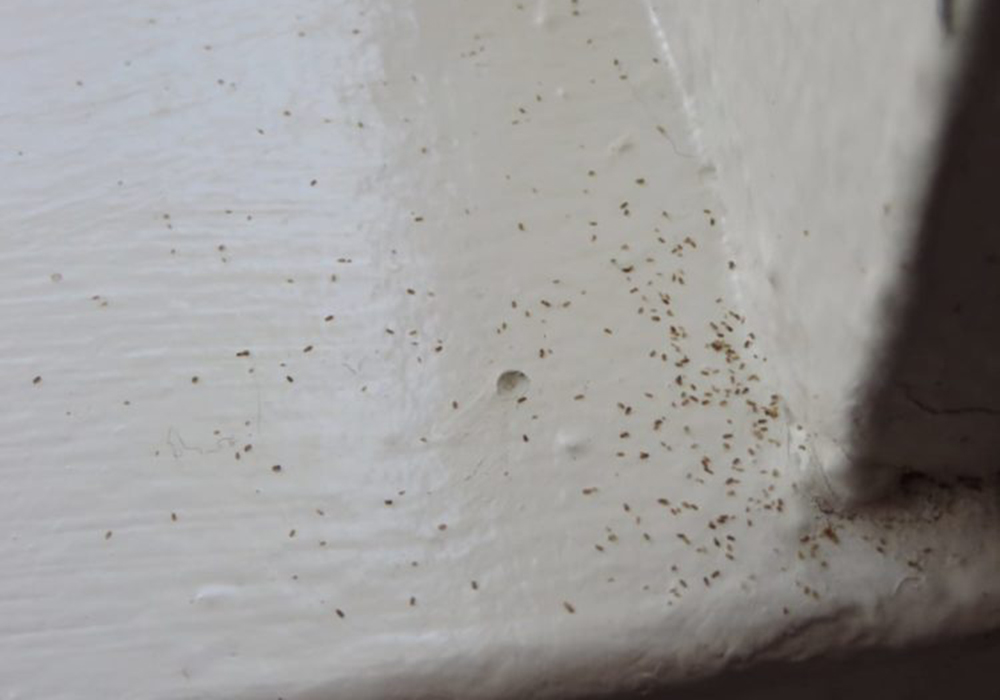 Bird Mites Allied Services Australia