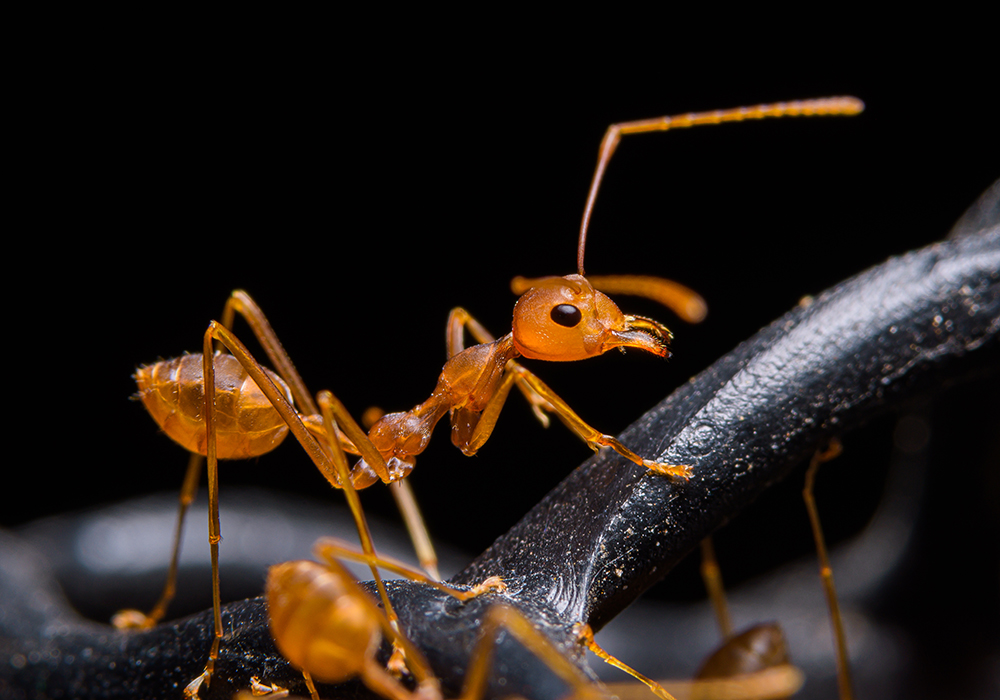 Are Bulldog Ants The Only Australian Ant Species