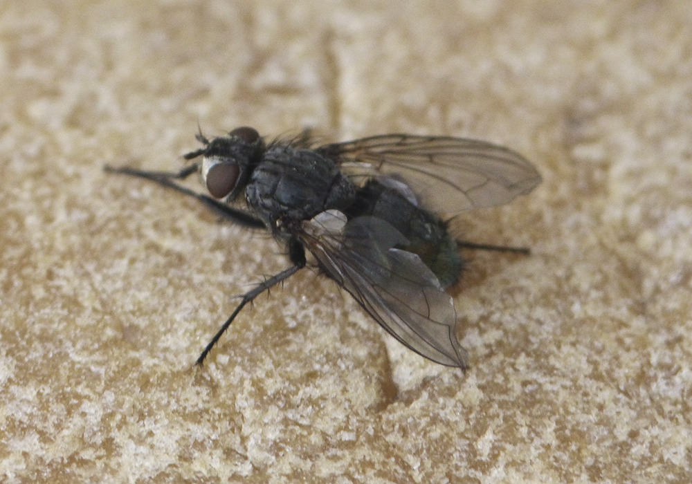 Flies – Allied Services Australia