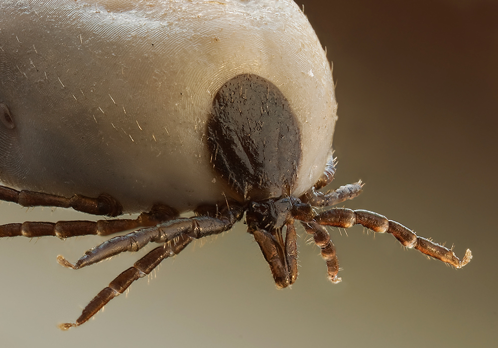 Ticks – Allied Services Australia