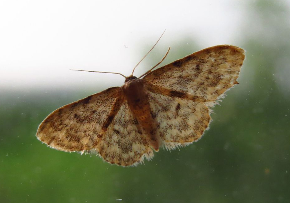 Moths – Allied Services Australia