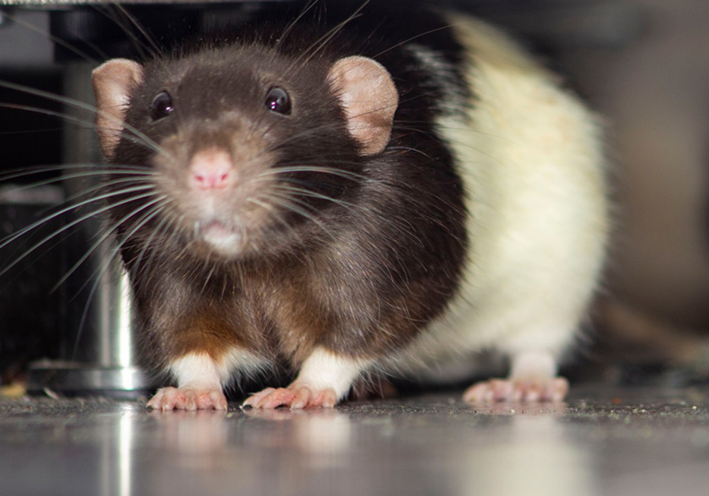 Mice – Allied Services Australia